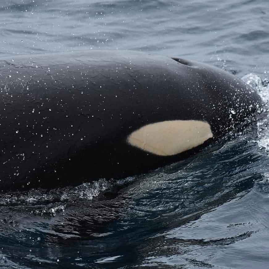Incredible Orca Sightings off the Algarve Coast - Book Algarve